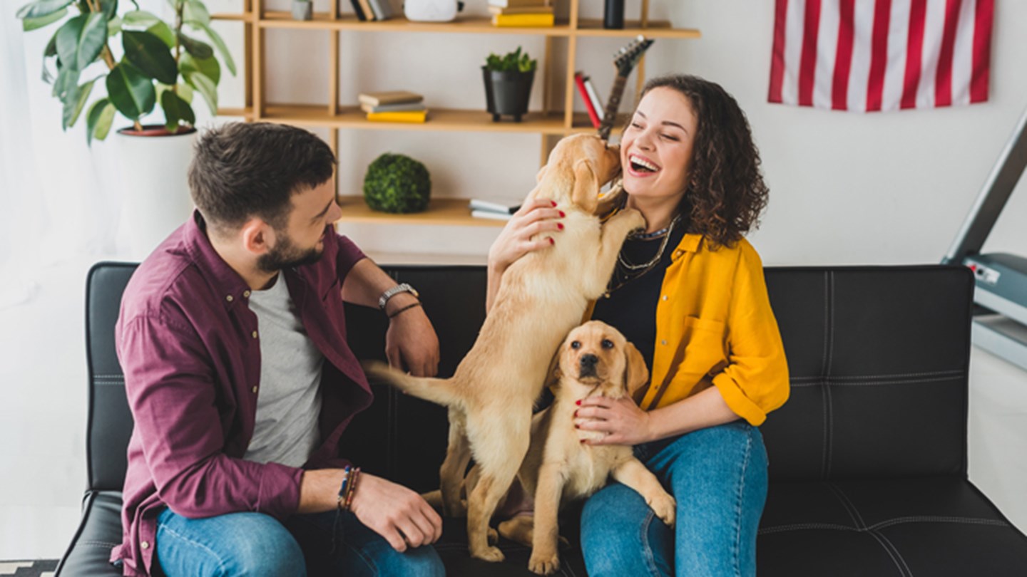 Puppy Advice | Latest Advice for Caring for your Puppy | Medivet
