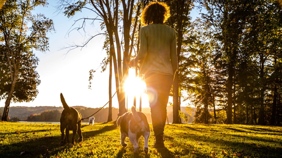 Walking dogs in Hot Weather | Summer Dog Walking Tips | Medivet