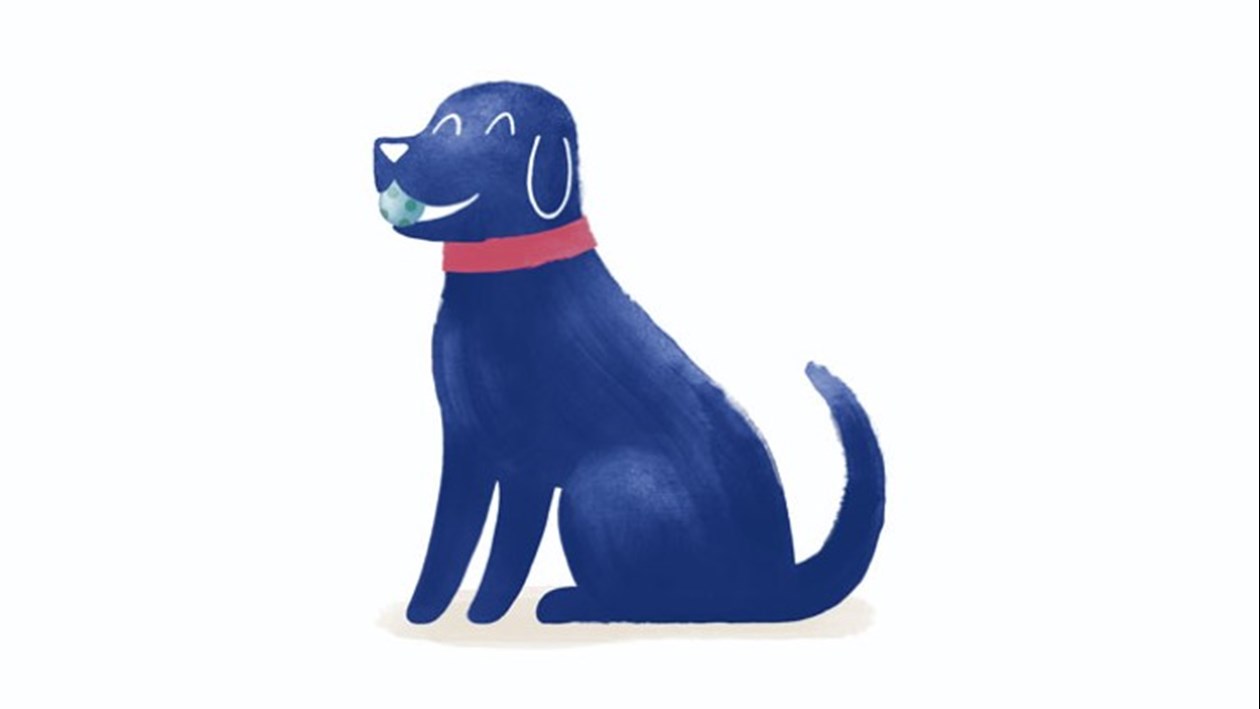 Vet in Kingston | Open Saturdays | Medivet