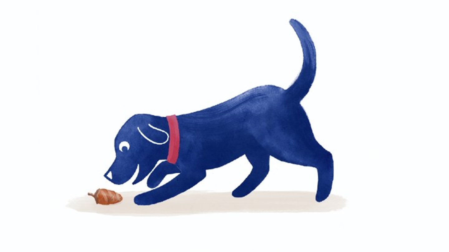 October Care Advice For Dogs | Autumn Dog Safety Tips | Medivet