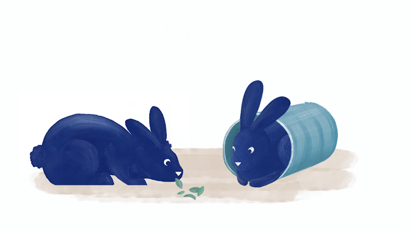 Rabbit Care | Advice & Tips | Medivet