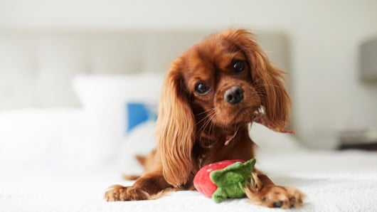 Medivet Dog Health Plan | Medivet UK