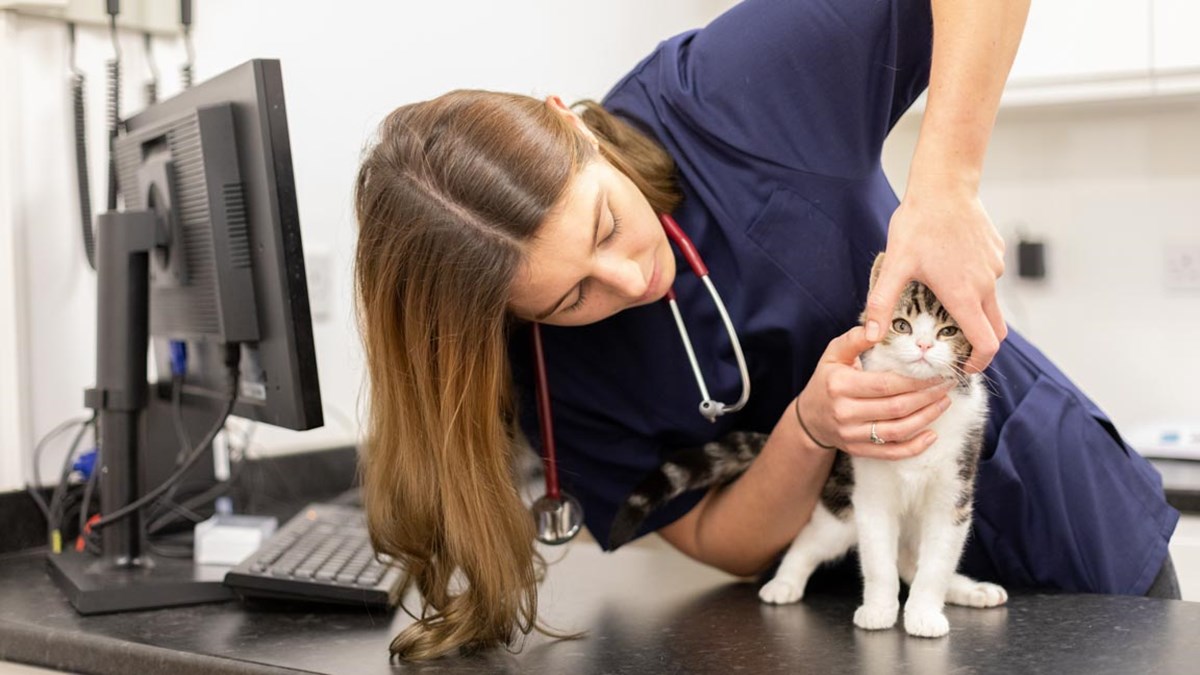 Medivet Company Overview