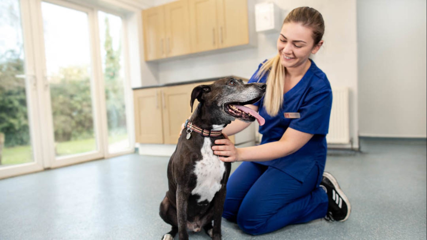 Why Choose Medivet? | Medivet UK