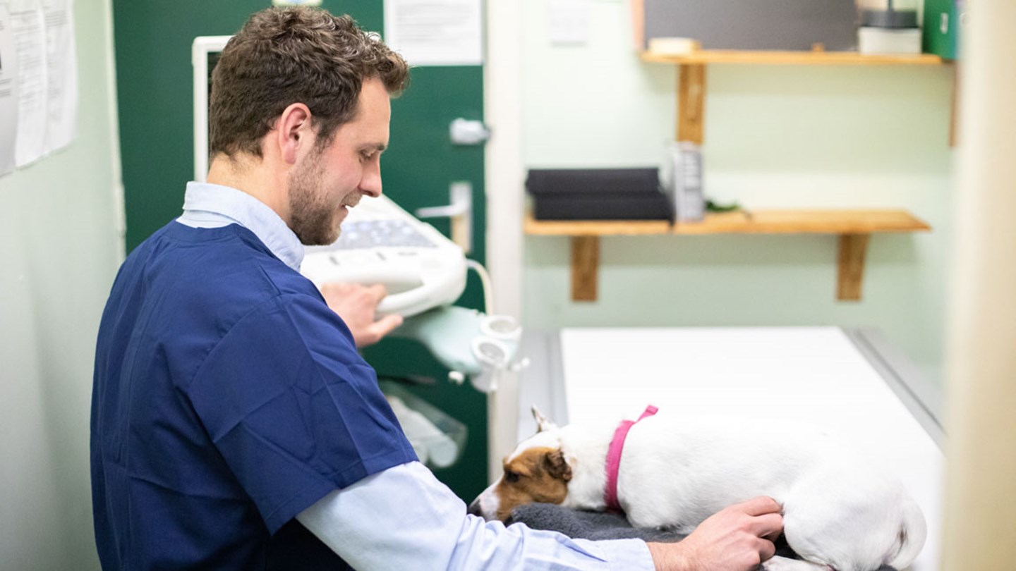 Selling Your Practice | Three Options for Selling | Medivet