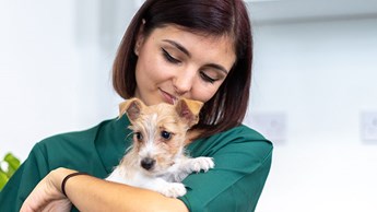 Medivet 24 Hour Poole | Vet in Parkstone | Medivet
