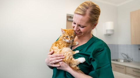 Vet in Dulwich | Medivet
