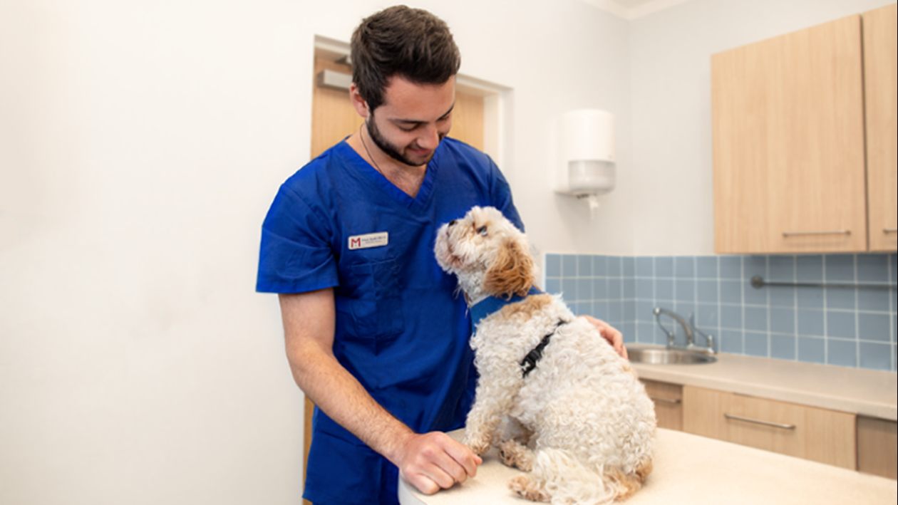 Vet in Colchester | Open Saturdays | Medivet