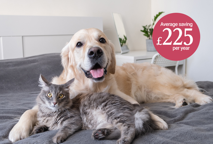 Medivet Healthcare Plan For Pets | Medivet UK