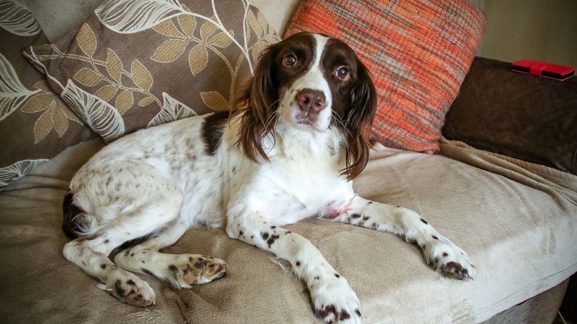 World First as Pioneering Fish Skin Graft Saves Thirsk Dog