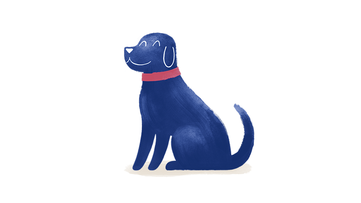 Vet in Hampstead | Open Saturdays | Medivet