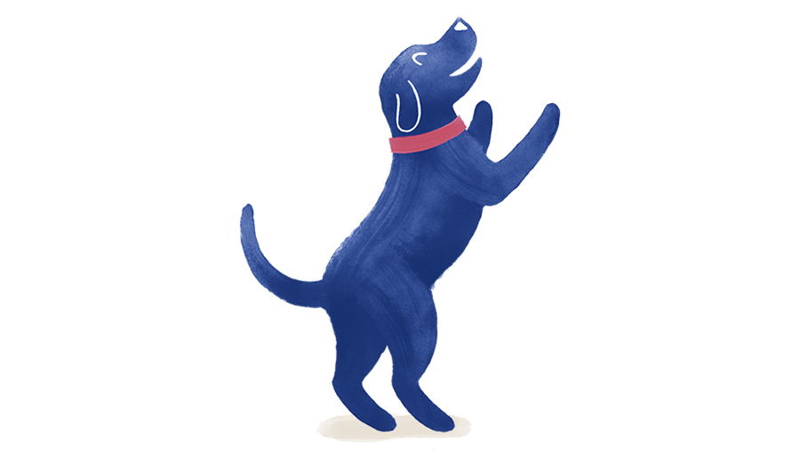 Vet in Faversham | Open Saturdays | Medivet