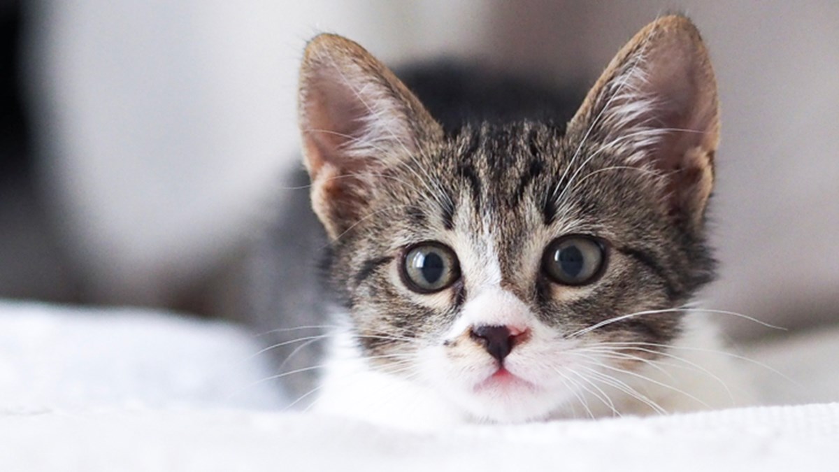 Cat Advice | Latest Cat Care Tips & Advice | Medivet