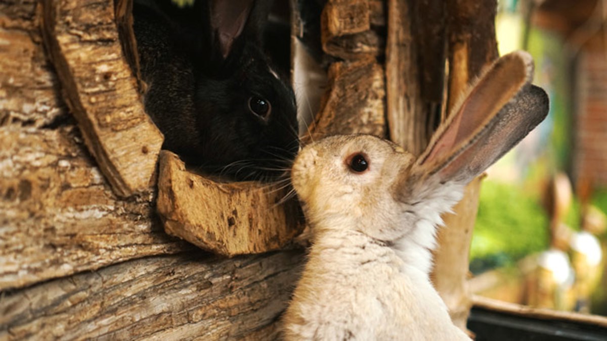 Myxomatosis in Rabbits l Symptoms & Treatment | Medivet