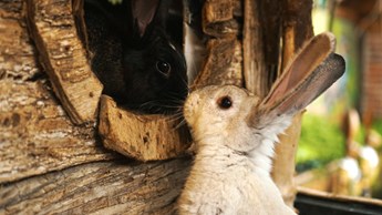 Rabbit Vaccinations | Myxomatosis & RHD Vaccines | Medivet