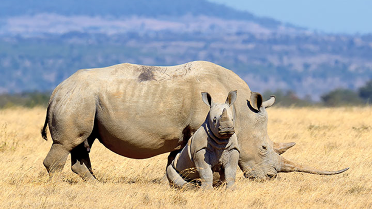Save The Rhino | Medivet UK