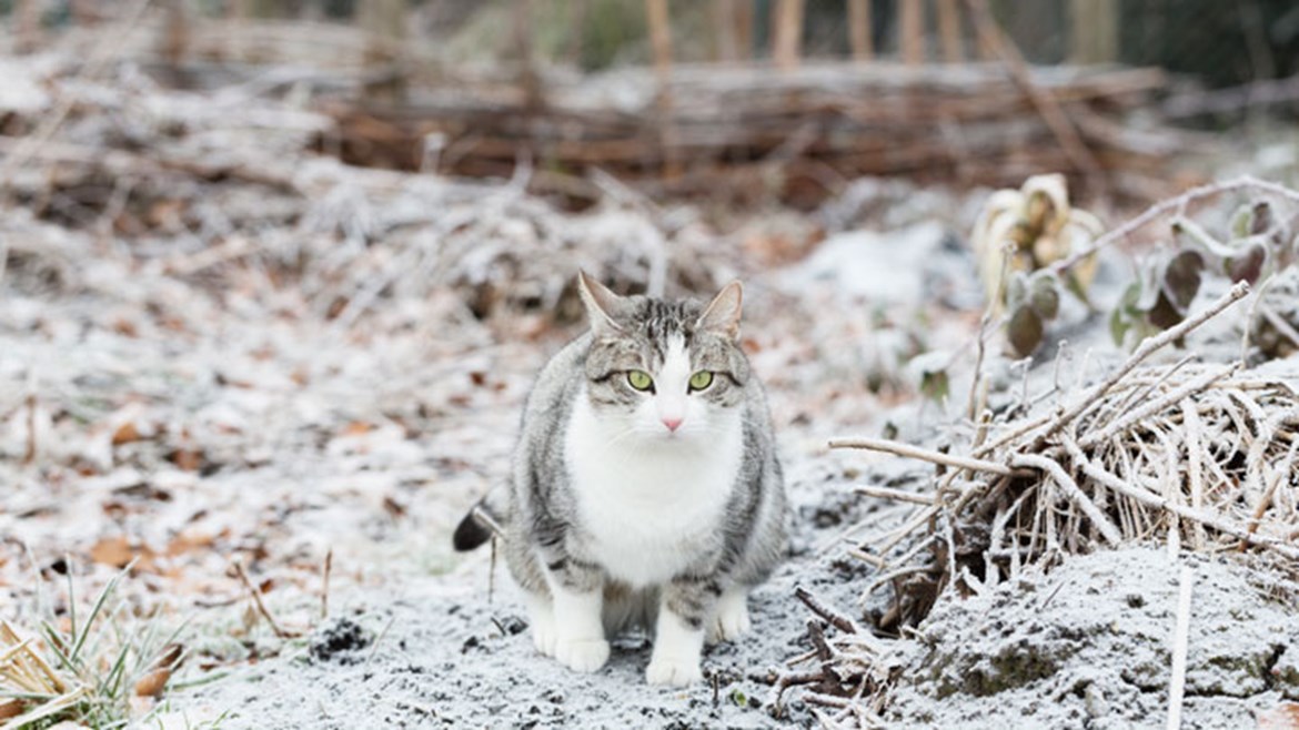 Caring for Cats in Cold Weather | Can Cats Catch Colds? | Medivet