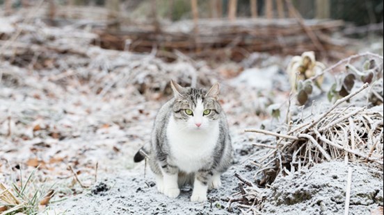 Cat Advice | Latest Cat Care Tips & Advice | Medivet