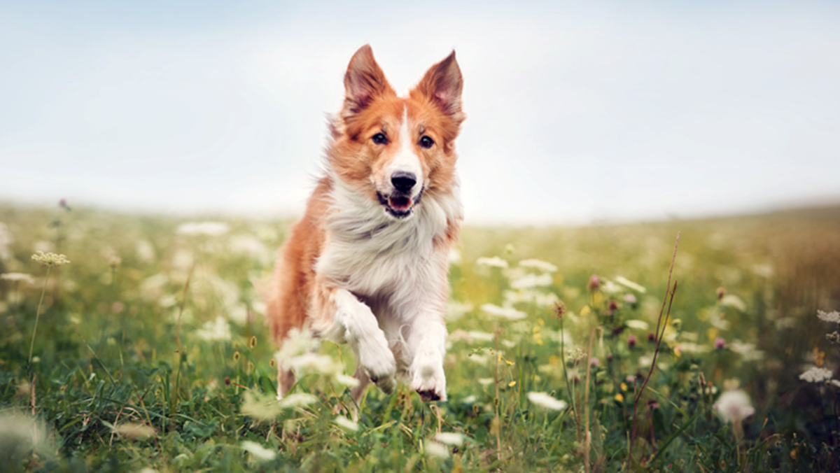 Haemorrhagic gastroenteritis (HGE) | Pet advice