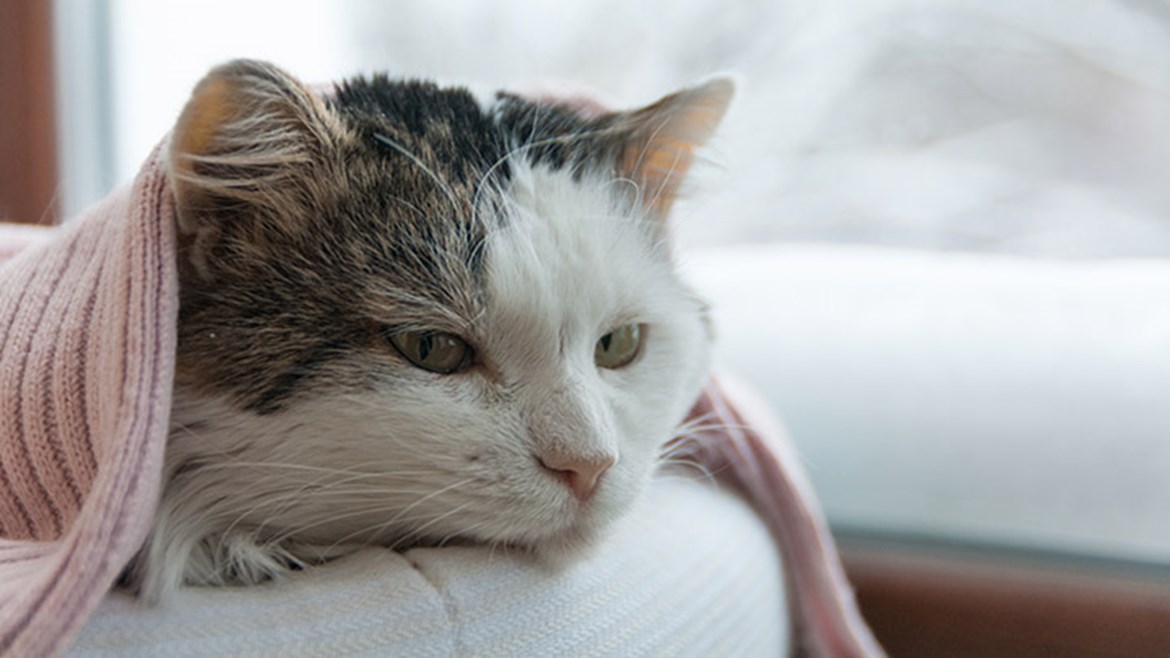 Cat Flu | Causes, Symptoms & Treatment | Medivet