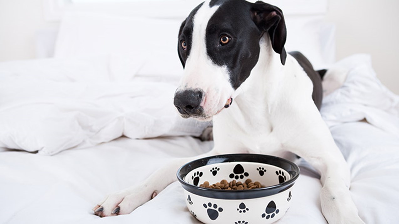 Ticks on Pets | Symtoms & Treatment of Ticks | Medivet
