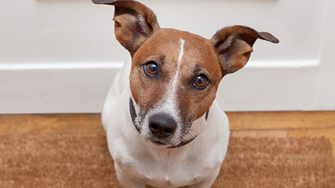 What to do if your Dog is Stolen | Preventing Dog Theft | Medivet