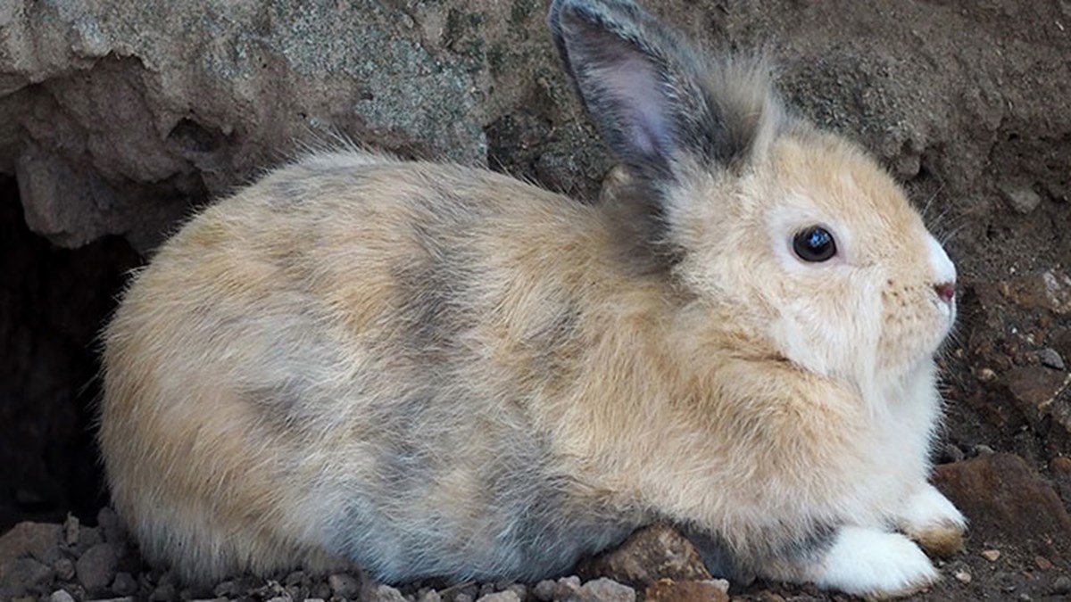 Pet Teeth Care and Cleaning | Pet Dental Advice | Medivet