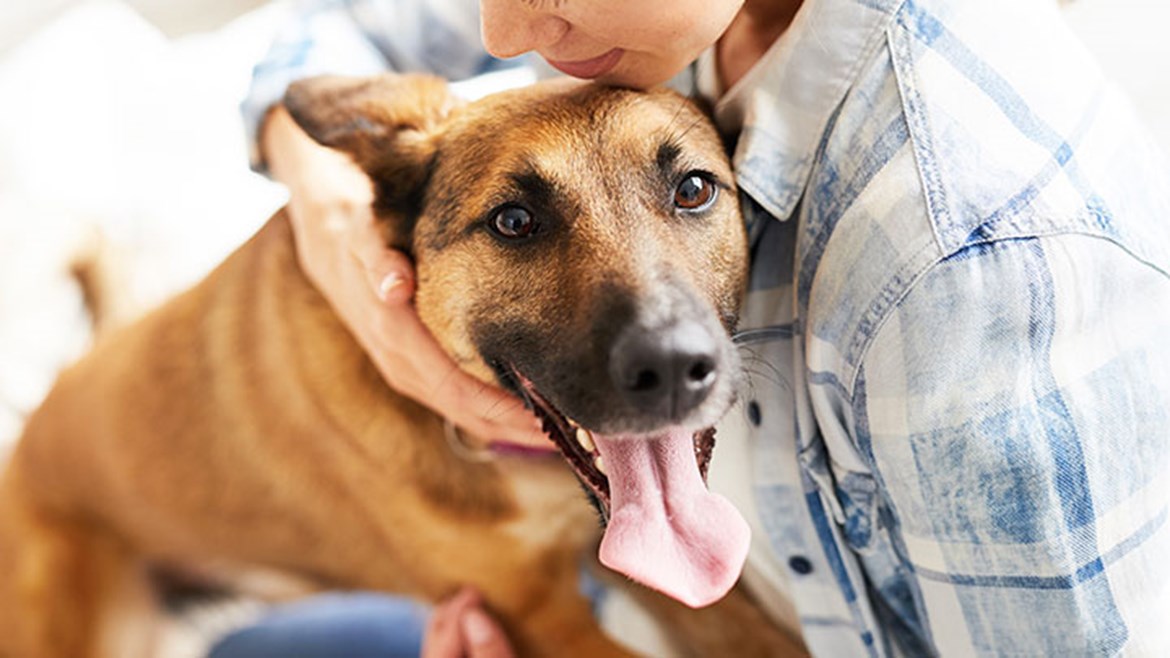 Guide to Owning a Dog | First Time Dog Owner | Medivet