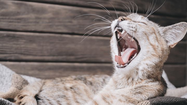 Get your cat’s dental health off to the right start | Cat Dental Health