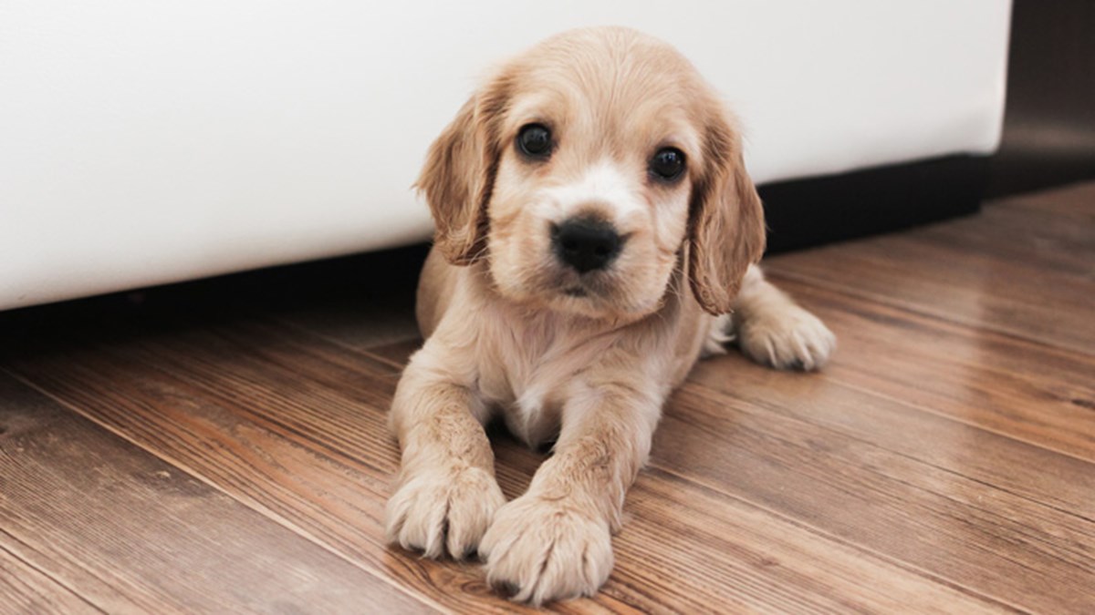 Dog Advice | Latest Dog Care Tips & Advice | Medivet