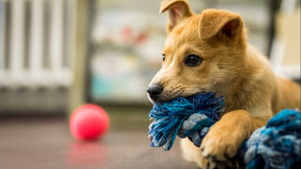 Medivet 24 Hour Hendon | Emergency Vets Hendon
