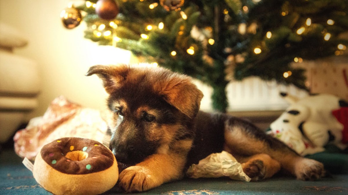 Christmas Advice | Pet Care Advice | Medivet