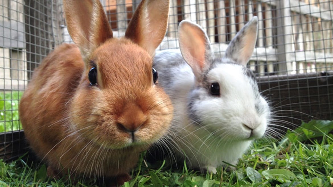 How To Look After Your Rabbit | Rabbit Care Guide | Medivet