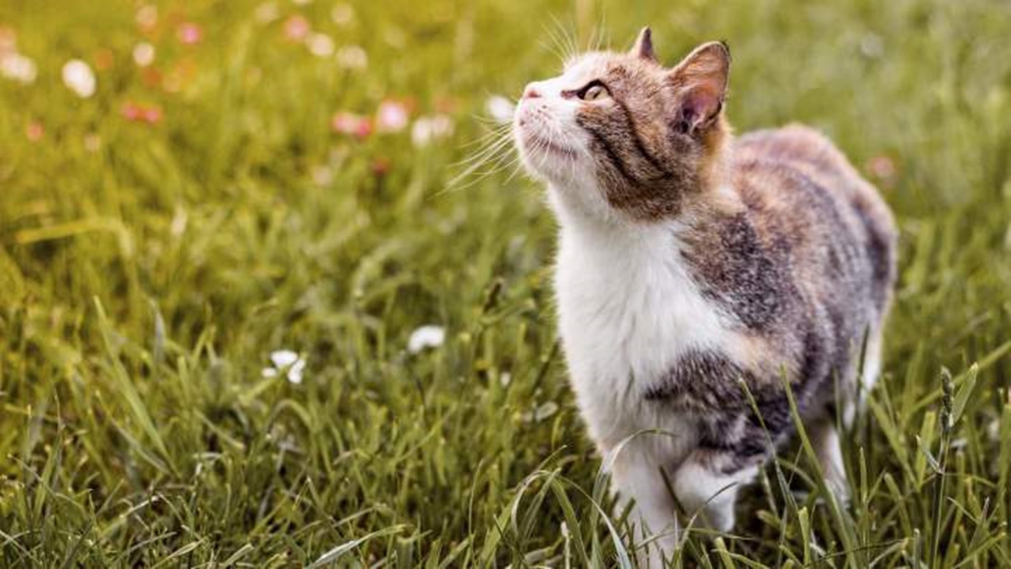 Late Spring Pet Care Advice | Allergies And Flea Season | Medivet