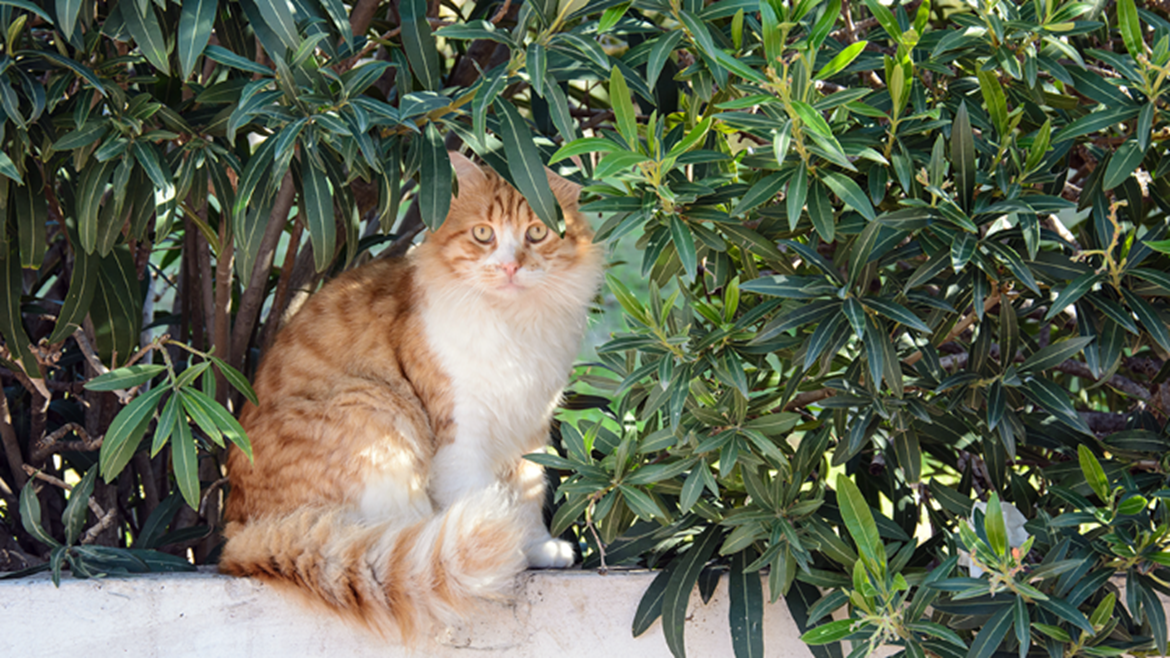 Keeping your outdoor cat safe | Medivet