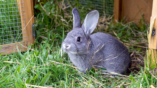 Worms in Rabbits | Symptoms & Worming Treatment | Medivet