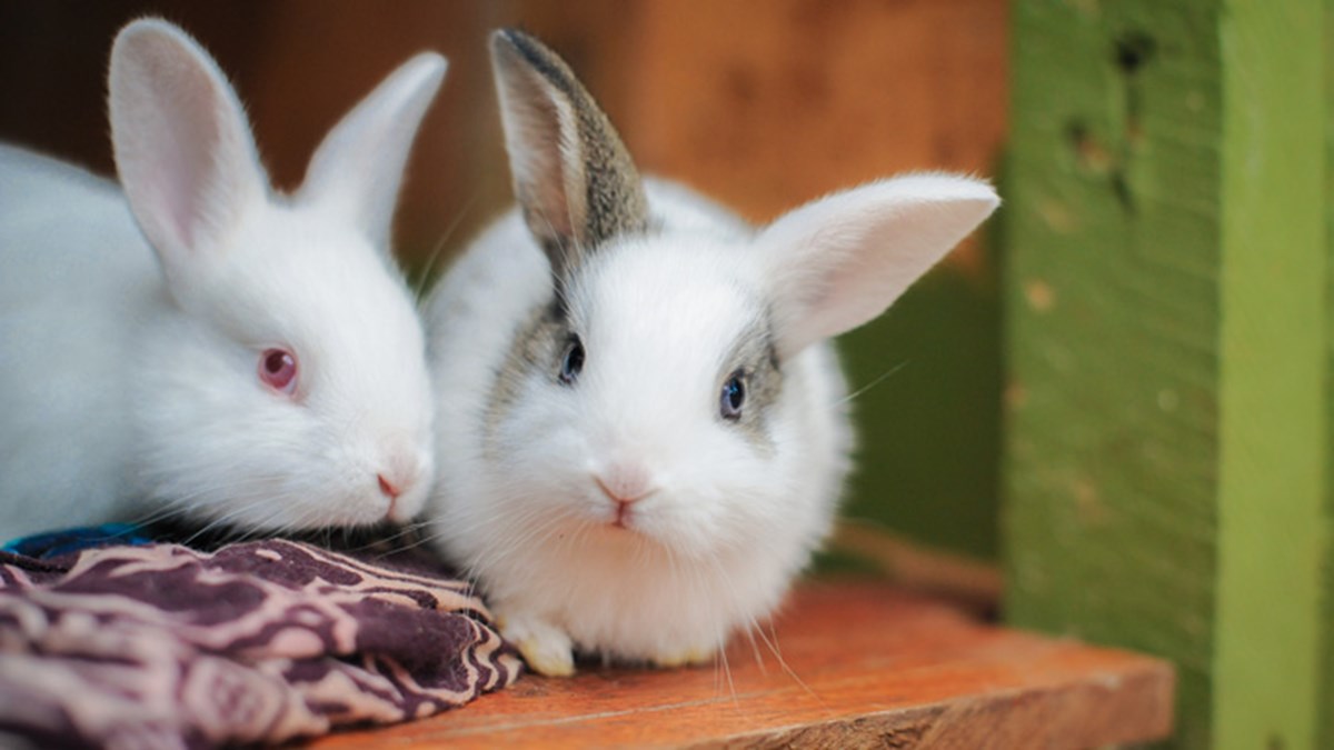 15 Interesting Facts About Rabbits You Might Not Know | Medivet