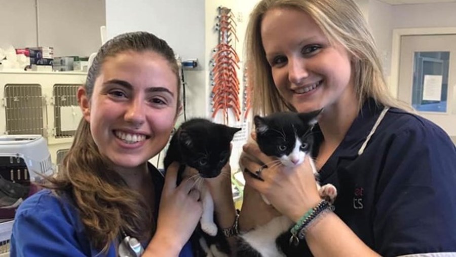 Vet in Wool | Open Saturdays | Medivet