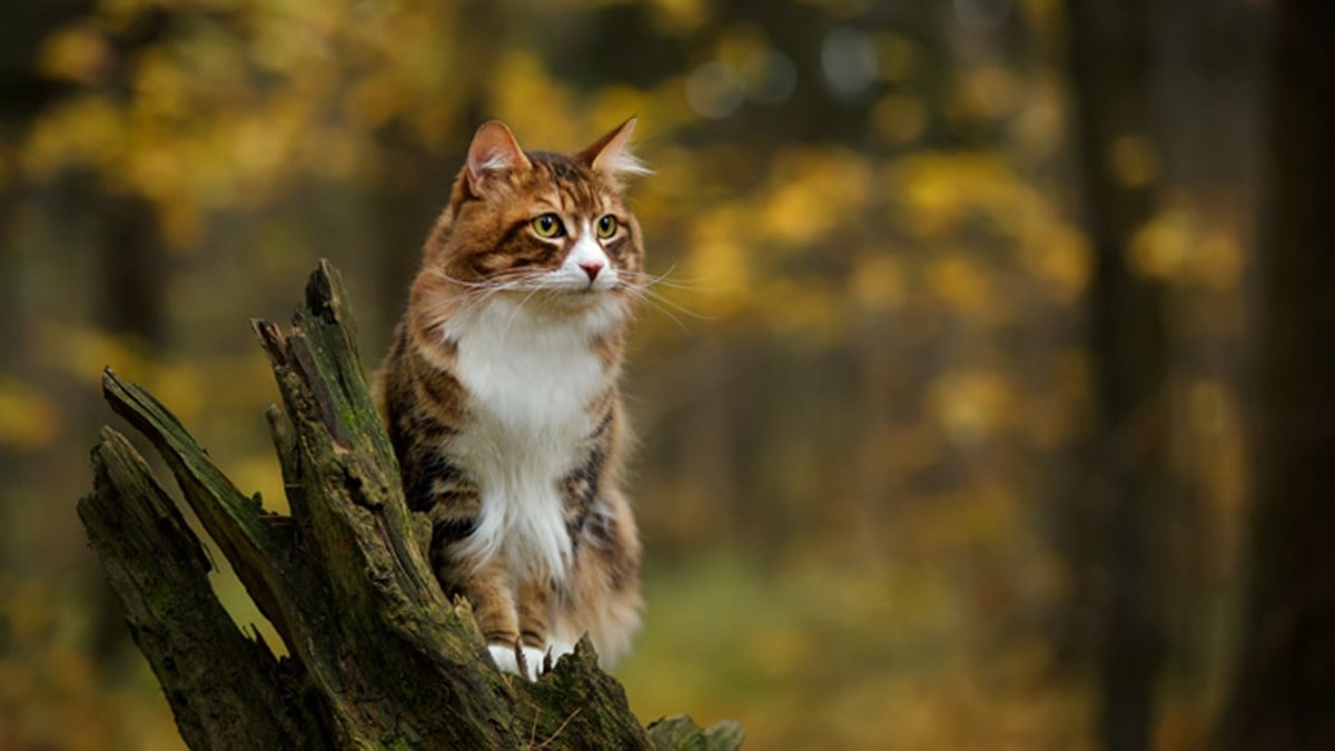 Vets In Poole | Veterinary Services and Treatments | Medivet