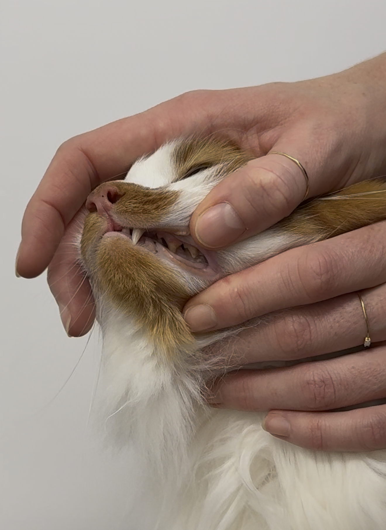 Cat Tooth Infection Symptoms - Infoupdate.org