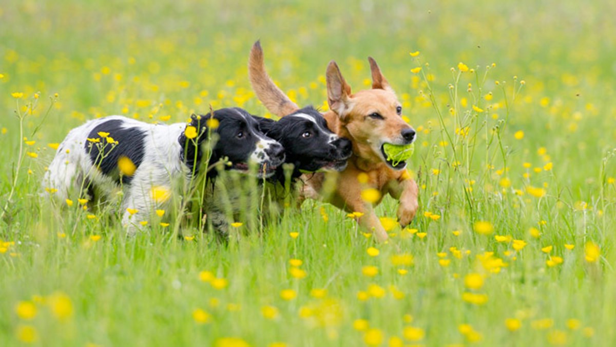 Vet in Biggleswade | Medivet