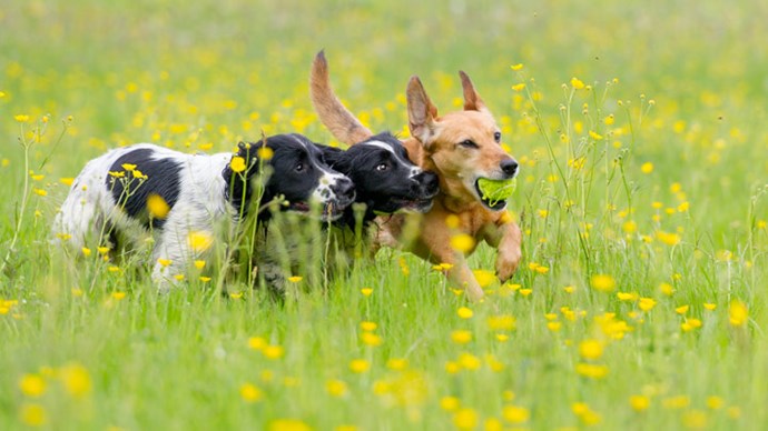 Vet in Welling | London Vets | Medivet