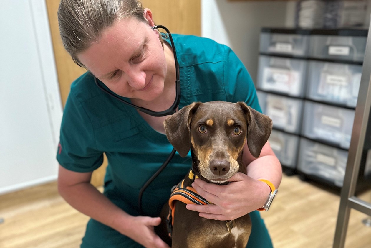 Medivet 24 Hour Wokingham | Vets Wokingham | Vet UK