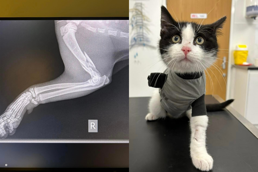 Vet in Sutton Farm | Open Saturdays | Medivet