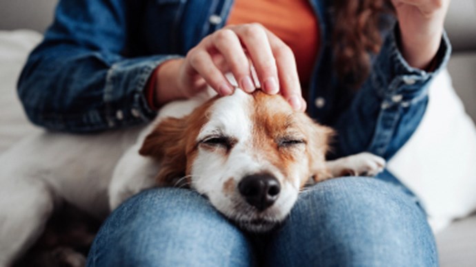 Vet in Pinner | Open Saturdays | Medivet