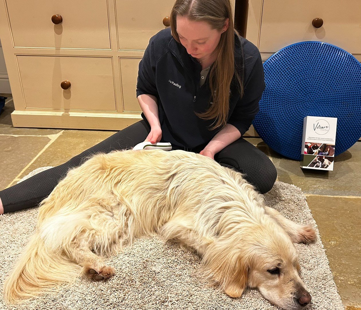 Medivet 24 Hour Woodstock | Emergency Vets Woodstock